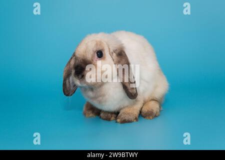 Decorative, fold-eared rabbit of Siamese color, isolated on a white ...