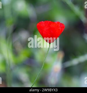 The red bloom of the semitic poppy ( Papaver umbonatum ) in an Israeli ...