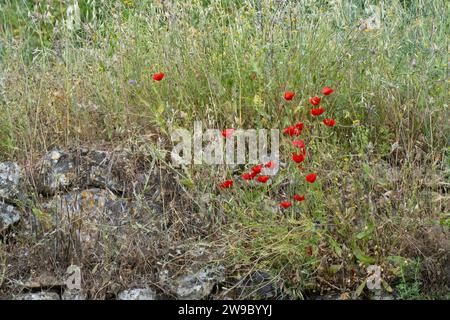 The red bloom of the semitic poppy ( Papaver umbonatum ) in an Israeli ...