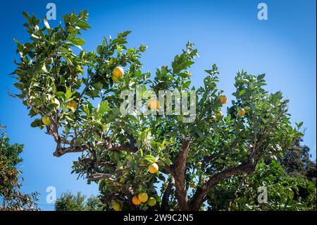 Bloomy orange garden in Valencia. Spain Stock Photo - Alamy