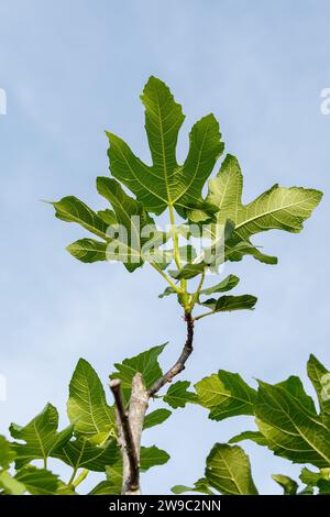 Fig fruit plant on clear sky background Stock Photo - Alamy