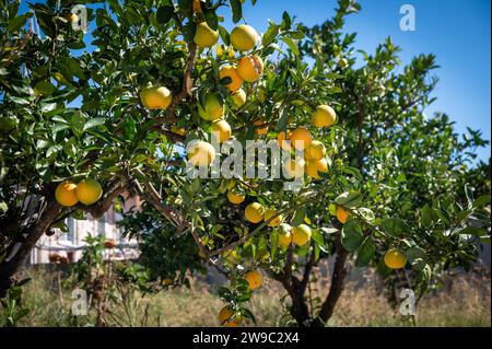 Bloomy orange garden in Valencia. Spain Stock Photo - Alamy
