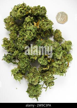 Cannabis sativa is an annual herbaceous flowering plant. Indigenous to ...