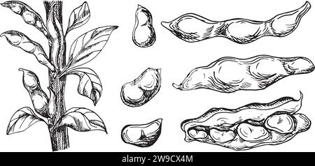 Set of black string bean plant vector illustration isolated on white ...