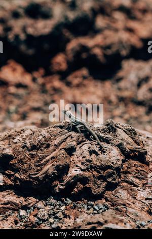 A lizard basking on volcanic rock on Volcano Chico, Isla Isabela ...