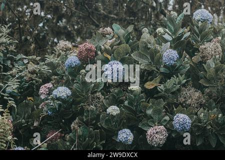 Close-up of vibrant hydrangeas in bloom on Volcano Chico, Isla Isabela ...