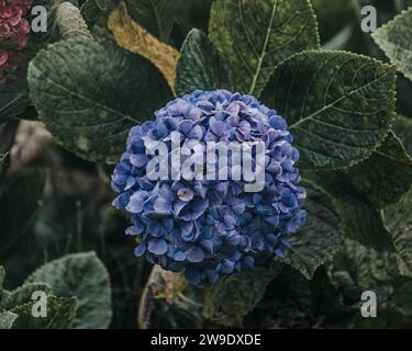 Close-up of vibrant hydrangeas in bloom on Volcano Chico, Isla Isabela ...