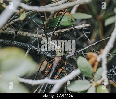 A grasshopper in the Galapagos Islands Stock Photo - Alamy