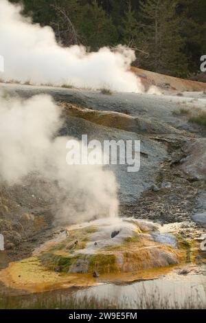 Ledge Geyser at Norris Geyser Basin, Yellowstone National Park, Wyoming ...
