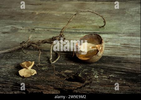 still life with avocado seeds, small roses and other gift of mother ...