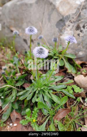 Balearic globe flower or Majorcan globularia (Globularia cambessedesii ...