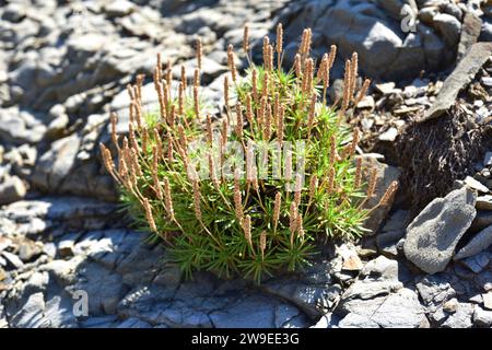 Plantago subulata subulata is a perennial herb native to Mediterranean ...