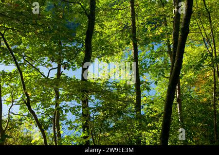 Uncas Pond, Nehantic State Forest, Connecticut Stock Photo - Alamy