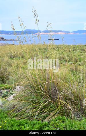Mauritania grass or stramma (Ampelodesmos mauritanica) is a perennial ...