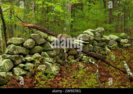 Rockwall along Nehantic Trail, Pachaug State Forest, Connecticut Stock ...
