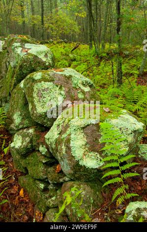 Rockwall along Nehantic Trail, Pachaug State Forest, Connecticut Stock ...