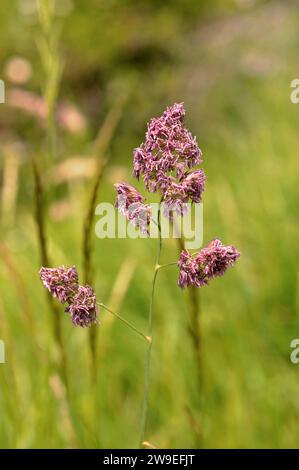 Yorkshire fog or velvet grass (Holcus lanatus) is a perennial herb ...