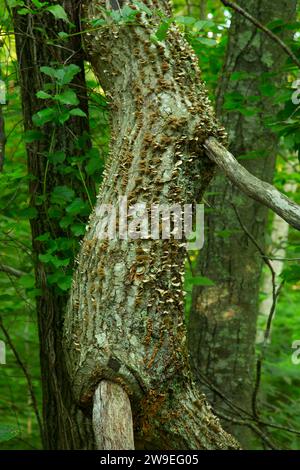 Woods along Uncas Pond Connector Trail, Nehantic State Forest ...