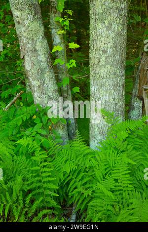 Ferns along Nayantaquit Trail, Nehantic State Forest, Connecticut Stock ...