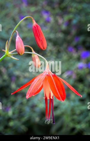 Coral drops (Bessera elegans). red flowers for the garden. Asparagaceae ...