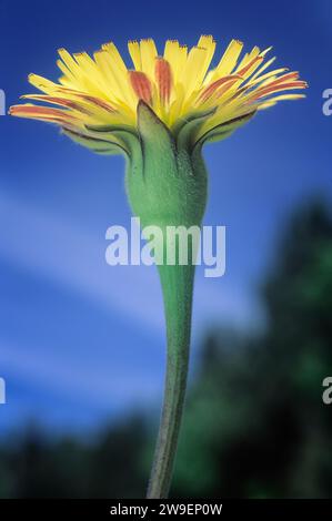 smooth golden fleece (Urospermum dalechampii) Plantae Stock Photo - Alamy