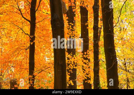 Sugar maple grove in autumn, Wolcott Park, West Hartford, Connecticut ...