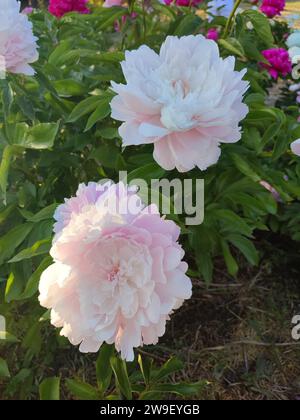 beautiful big flower with pink and white petals Stock Photo - Alamy