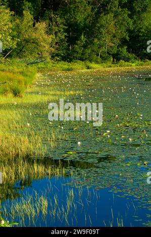 Great Pond, Great Pond State Forest, Simsbury, Connecticut Stock Photo ...