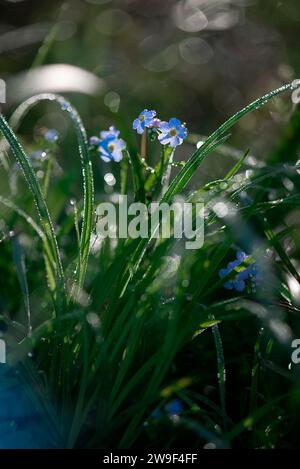 A closeup shot of blooming small wildflowers in a garden Stock Photo ...