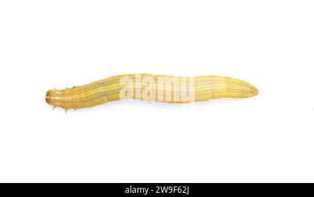 Brown inchworm or inch worm larva caterpillar. Mocis marcida, the ...