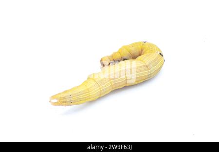 Brown inchworm or inch worm larva caterpillar. Mocis marcida, the ...