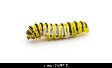 grapeleaf skeletonizer moth caterpillar - Harrisina americana - common ...