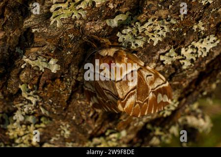 Endromis versicolora Family Endromidae Genus Endromis Kentish glory ...