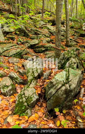 Mattatuck Trail, Mohawk State Forest, Connecticut Stock Photo - Alamy