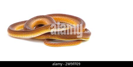 pine woods litter snake - Rhadinaea flavilata - aka yellow lipped or ...