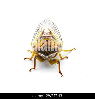 Olympic Scrub Cicada - Diceroprocta olympusa - Has the most extensive ...