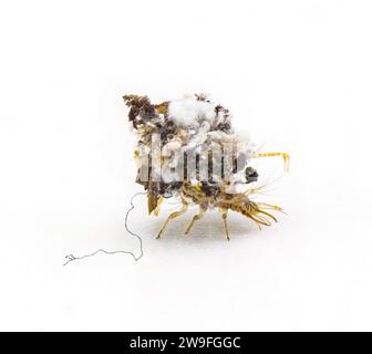 Green Lacewing Larva of the Family Chrysopidae Stock Photo - Alamy
