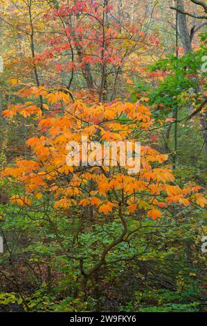 Shade Swamp forest, Shade Swamp Sanctuary, Connecticut Stock Photo - Alamy