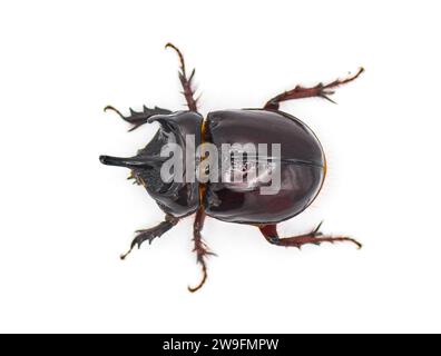 large male adult Ox Beetle or elephant beetle - Strategus aloeus ...