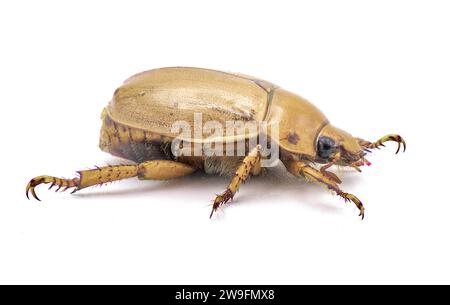 Pelidnota punctata - the grapevine beetle, spotted June beetle or ...