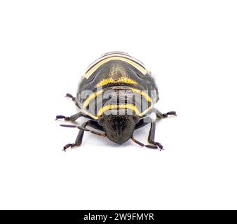 Jewel bug - orange yellow and black shield back or backed beetle ...