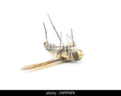 Lesser Bee Fly - Exoprosopa fascipennis - Florida version of common ...