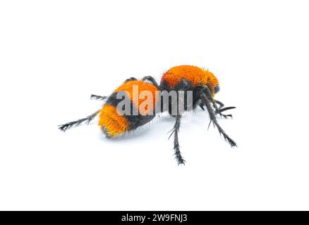 Female Dasymutilla occidentalis - red velvet ant, eastern velvet ant ...