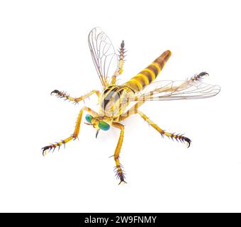 hanging thief robber fly or robberfly - Diogmites esuriens - isolated ...