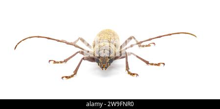Robust Oak Borer beetle - Enaphalodes atomarius - a large destructive ...
