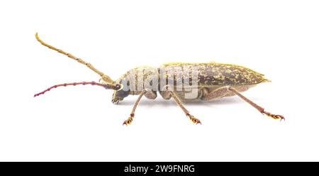 Robust Oak Borer beetle - Enaphalodes atomarius - a large destructive ...