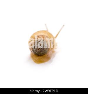 Ghost Bulimulus - Bulimulus sporadicus or Bonairensis invasive species ...