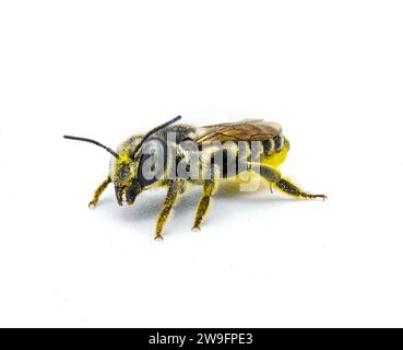 Flat tailed Leaf cutter Bee - Megachile mendica - also called ...
