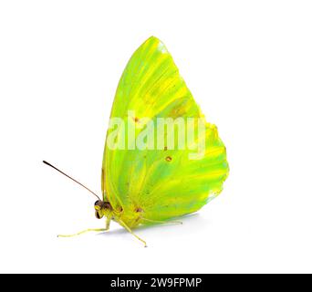Closeup side view of bright clouded yellow butterfly sitting on green ...