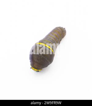 Protographium marcellus - zebra swallowtail caterpillar - is a ...